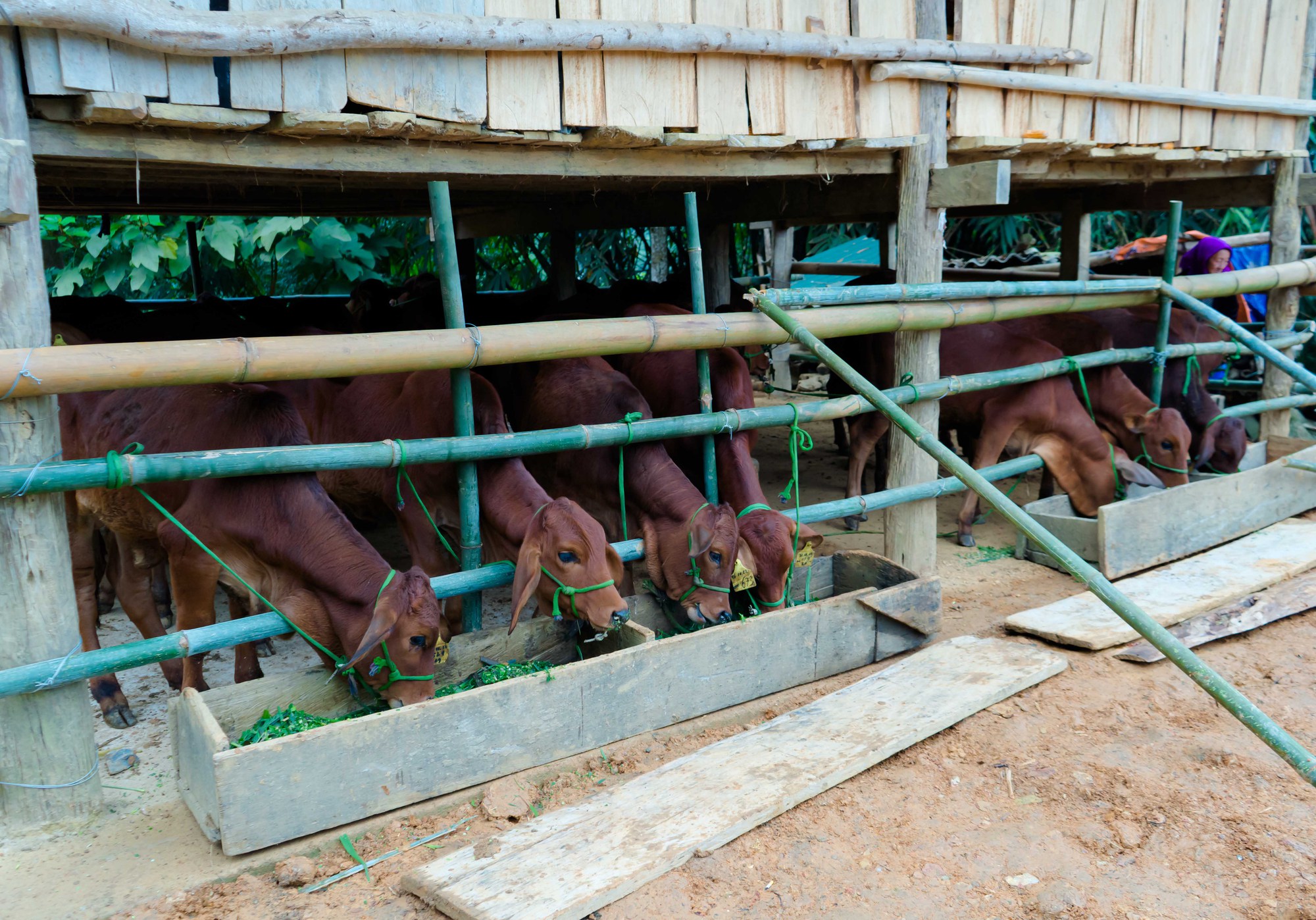 Trao 24 con bò giống cho người dân xã nghèo nhất Lào Cai