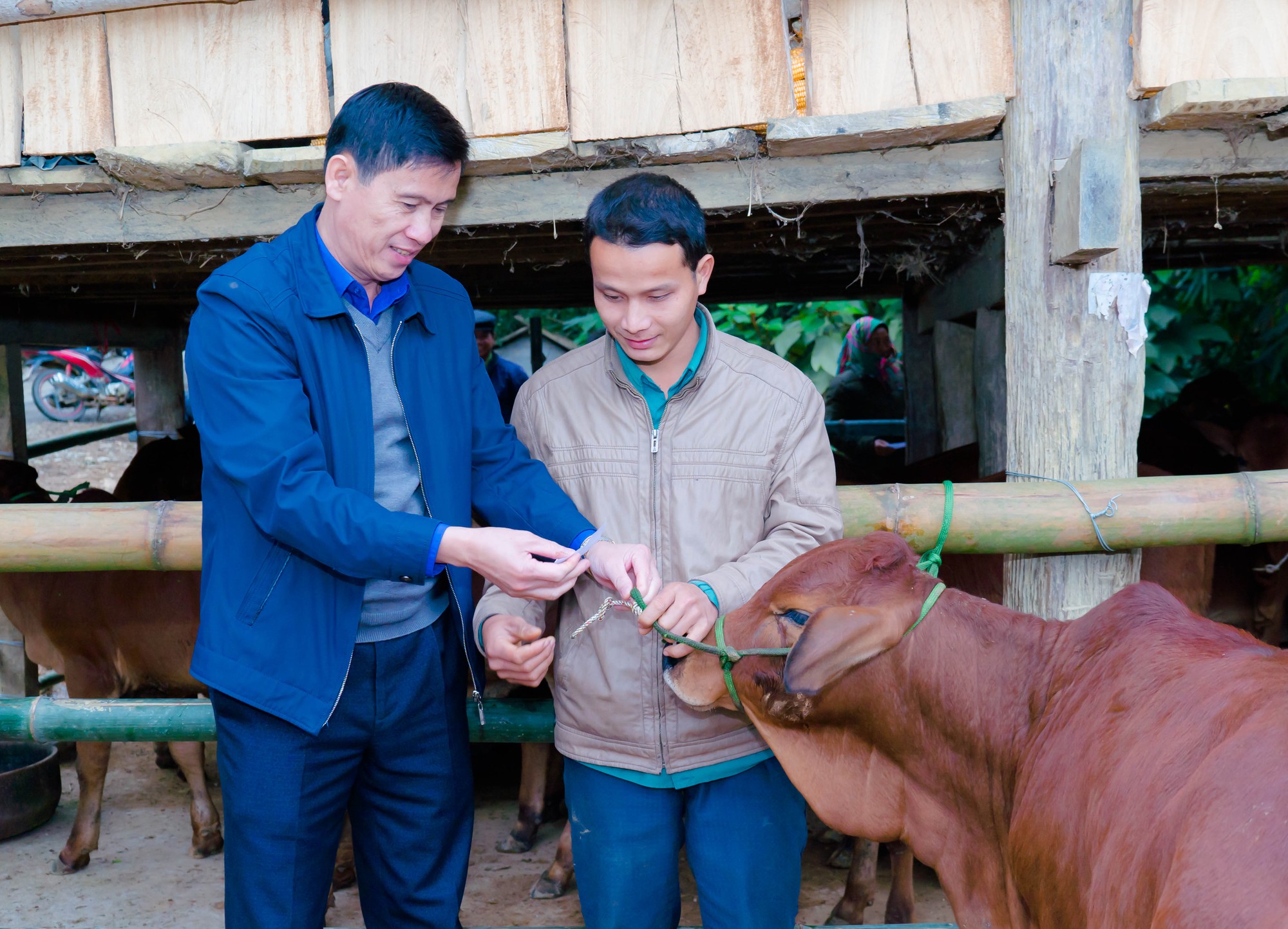 Trao 24 con bò giống cho người dân xã nghèo nhất Lào Cai