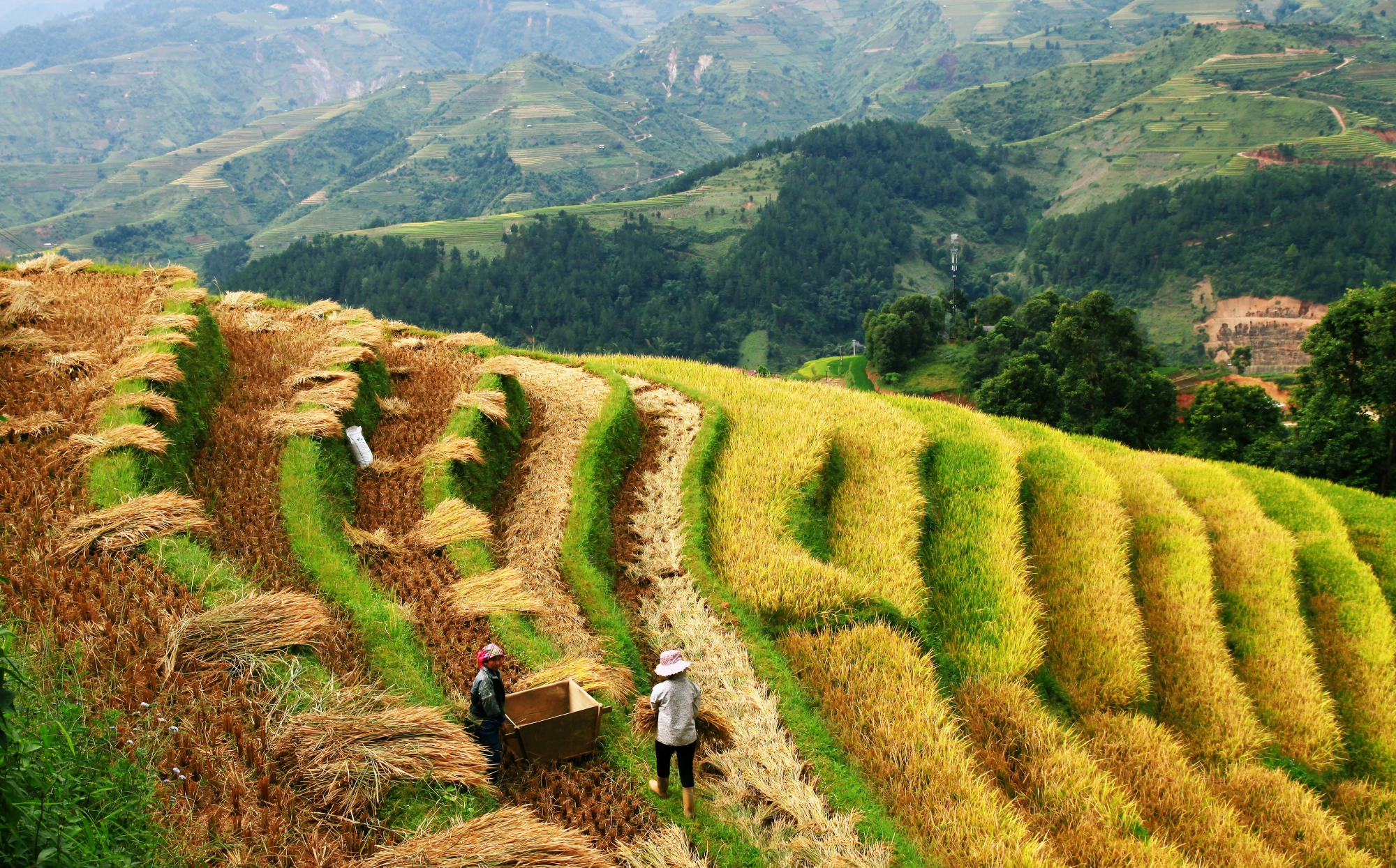 Bí quyết để có những bức hình đẹp lung linh trong mùa lúa chín