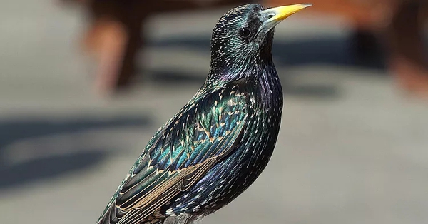 Cách đây 100 năm, người đàn ông phóng sinh 60 con chim lạ khiến nước Mỹ ...