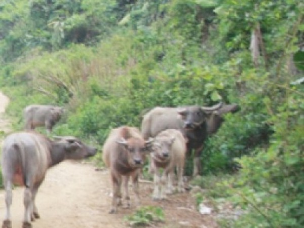 'Trâu điên' qua mặt thợ săn » Báo Phụ Nữ Việt Nam