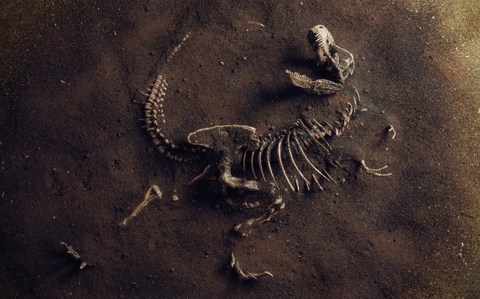 Nghiên cứu mới phát hiện khủng long T. Rex có thể lớn hơn 70% so với ...