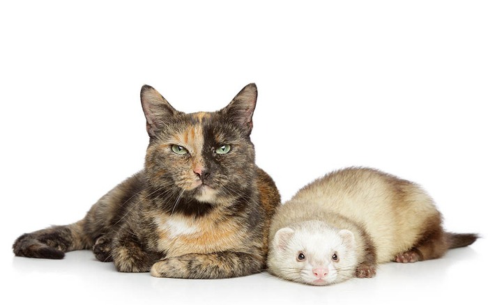 "Mèo đánh cá": Dù được gọi là mèo, nhưng thực tế lại là chồn » Báo Phụ ...