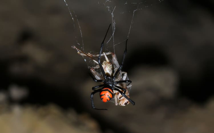 Loài nhện có nọc độc gấp 15 lần rắn đuôi chuông nguy hiểm như thế nào? » Báo Phụ Nữ Việt Nam