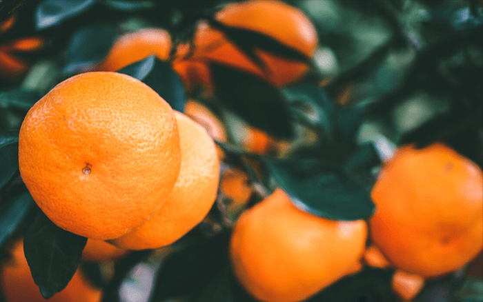 3 điểm cần nhớ khi mua cam Canh » Báo Phụ Nữ Việt Nam