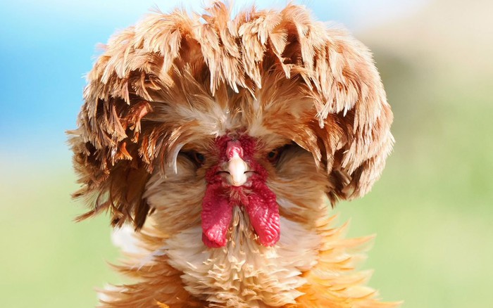 Điều gì sẽ xảy ra với con người nếu không có những con gà trên thế giới ...