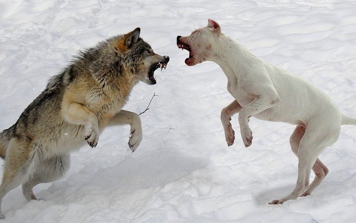 Điều gì xảy ra nếu đặt chó con bên cạnh một con sói mới sinh? » Báo Phụ ...