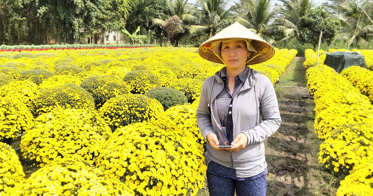 Vĩnh Long: Tiếp sức phụ nữ "giải cứu" hoa cúc mâm xôi nở sớm trước Tết ...