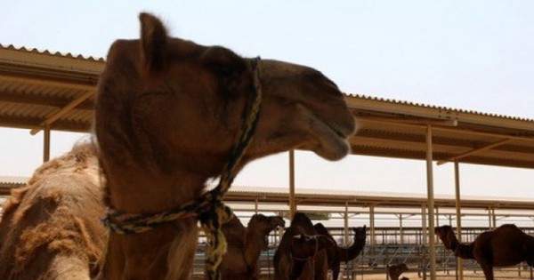 Sữa công thức đầu tiên trên thế giới được làm từ sữa lạc đà